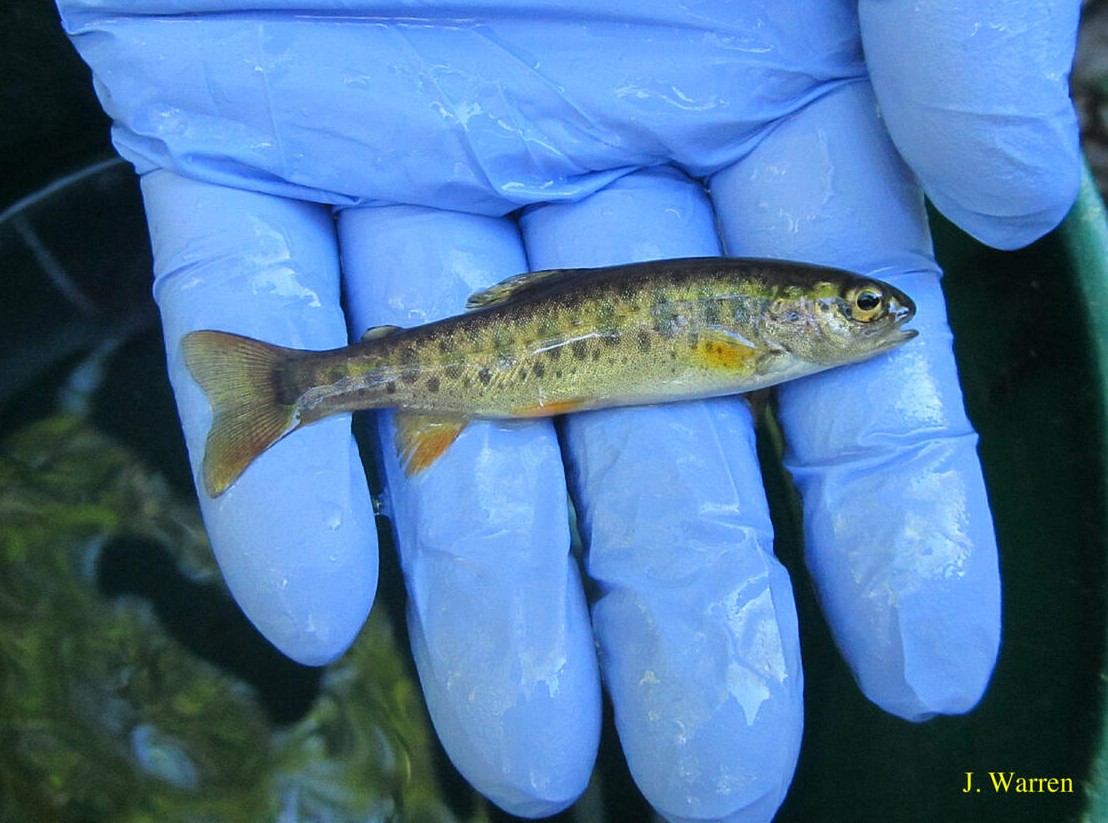 Coordinated Assessments Partnership - Pacific Northwest Aquatic ...